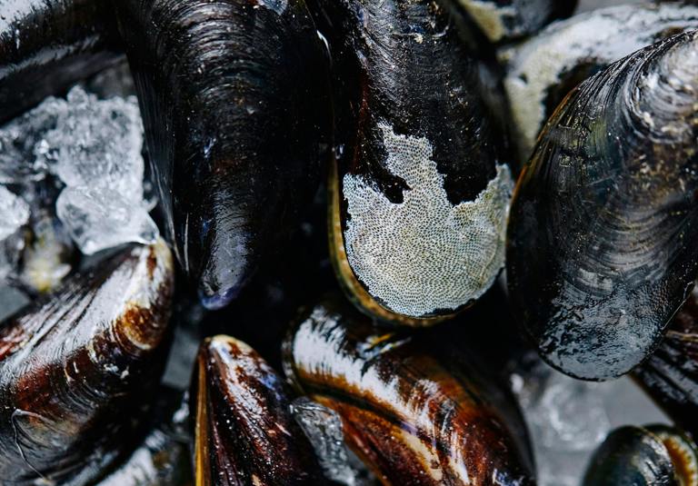 Improving norovirus detection in shellfish to protect public health and ...