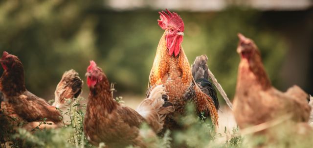 Farm to fork: PHF Science strengthening poultry food safety